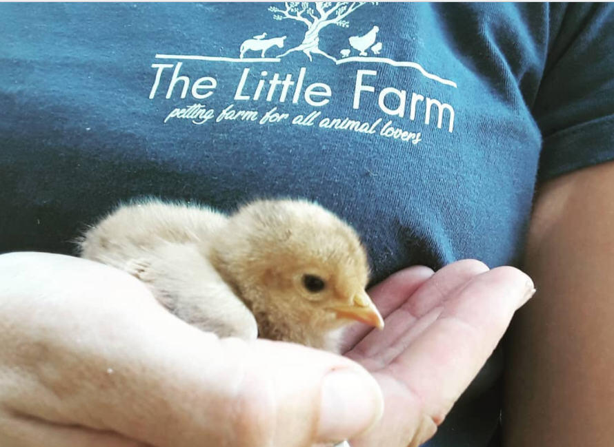 The Little Farm - educational farm Zante