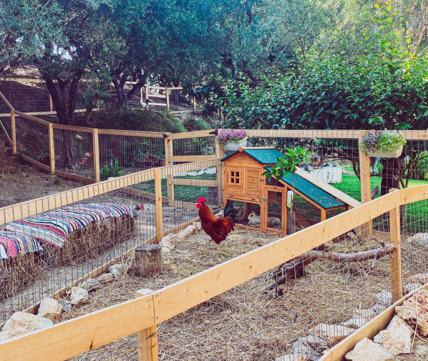 The Little Farm - educational farm Zante - Zakynthos